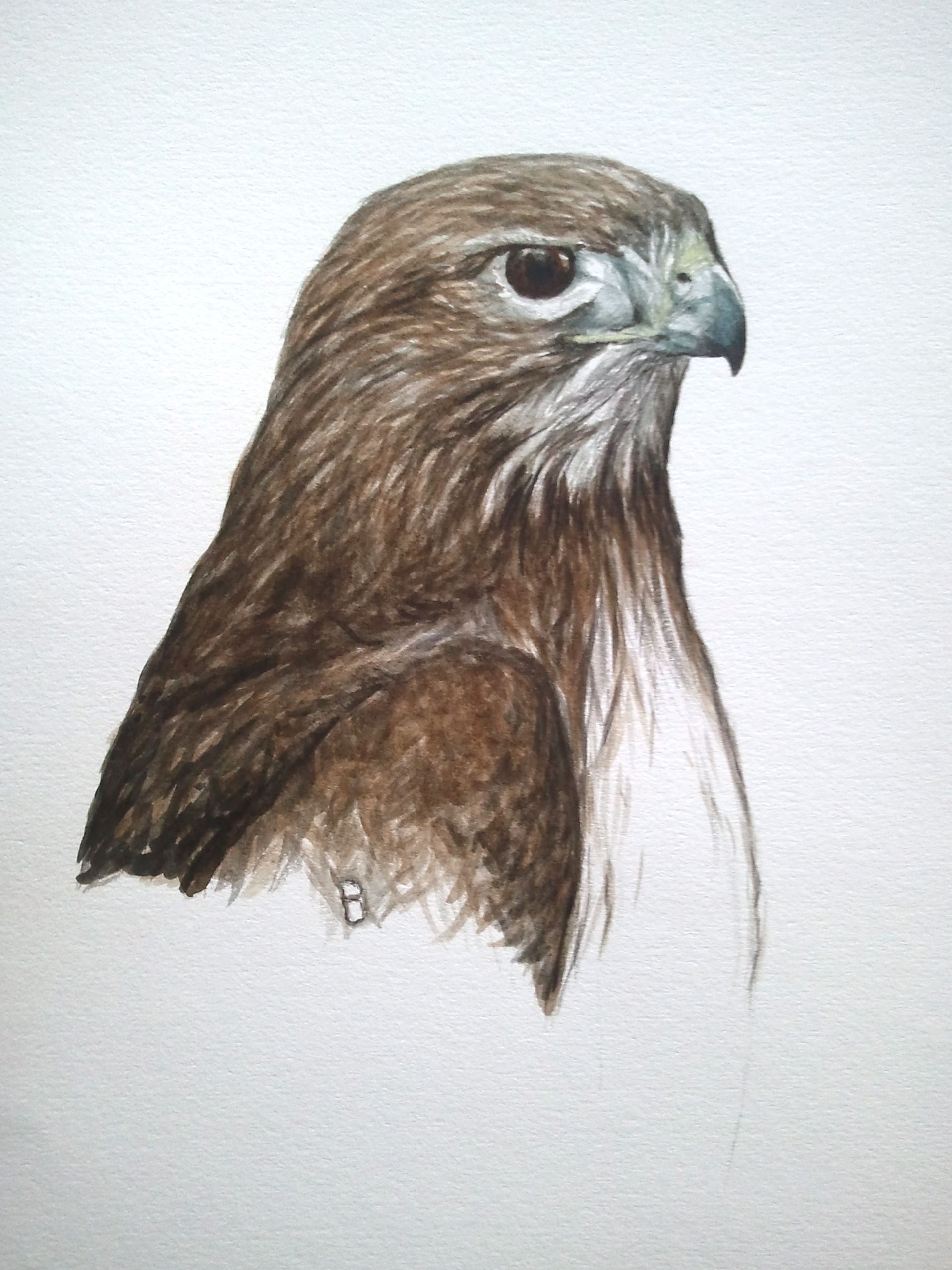 The Red-tailed Hawk- A Second Attempt