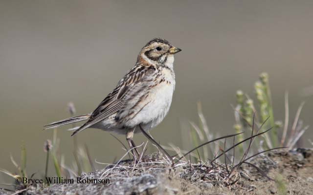 Female Lapland Longspur- Calcarius lapponicus