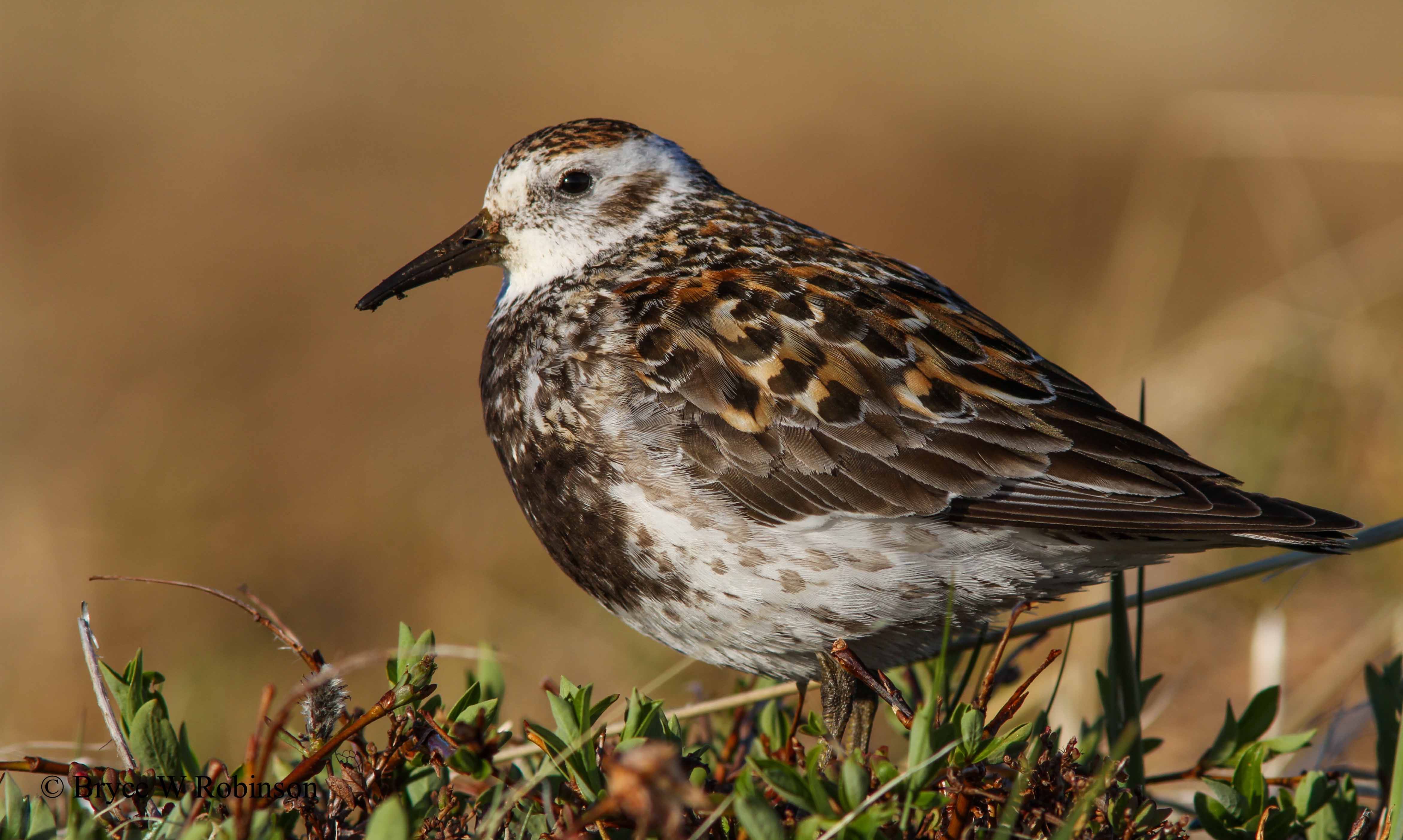 Rock Sandpiper – Calidris ptilocnemis, From Curiosity Stems Study