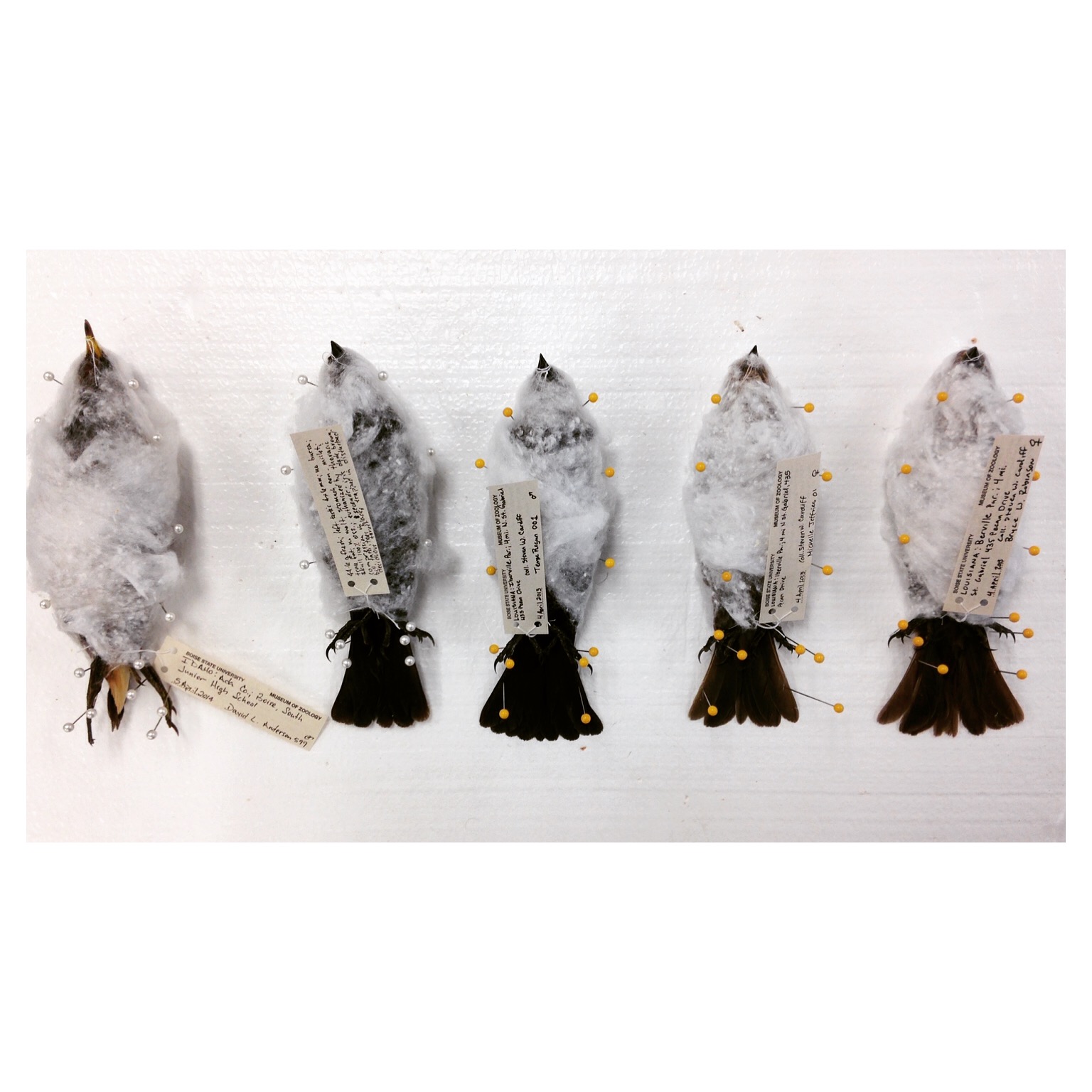 Learning New Skills – Preparing Study Skins