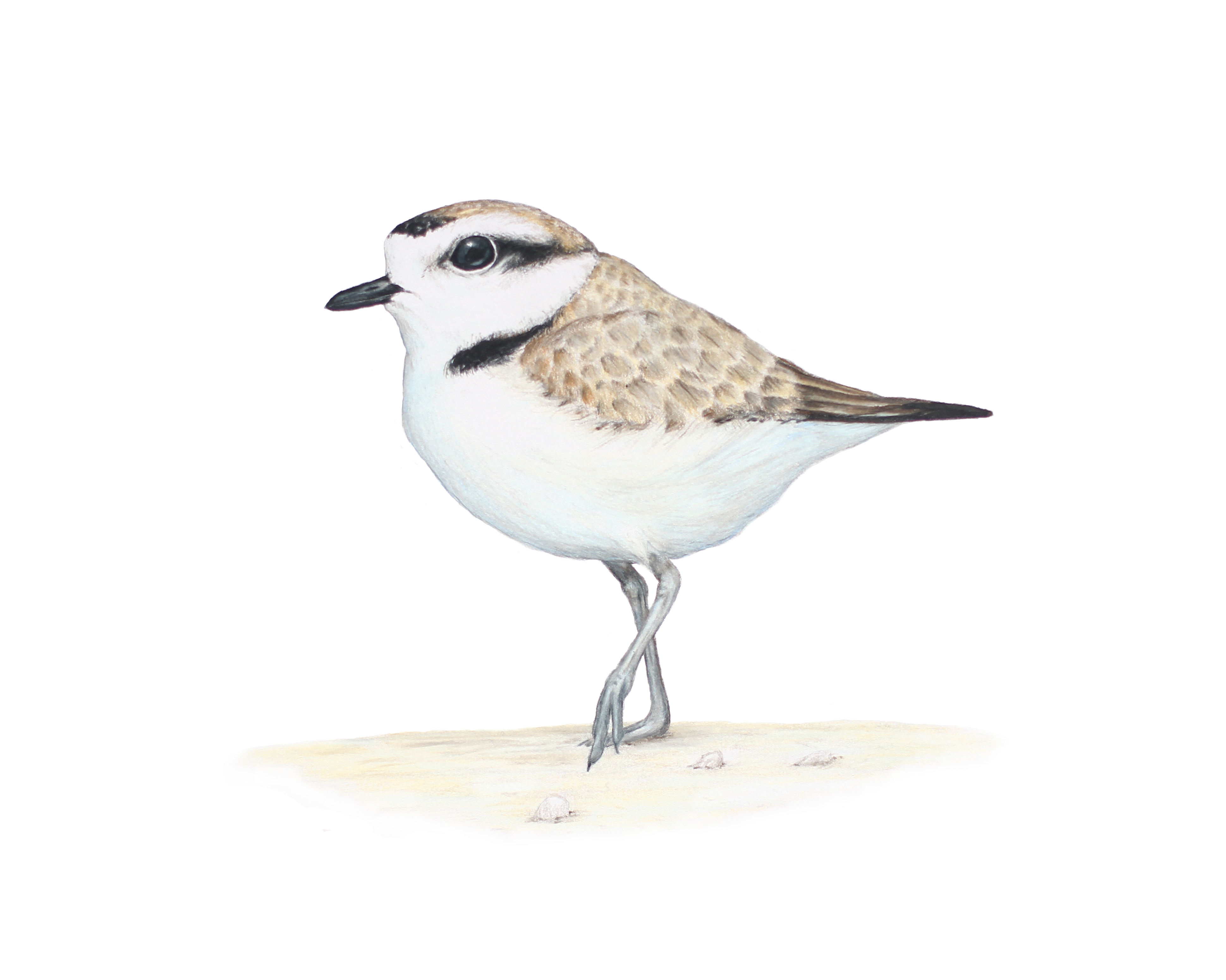Thoughts on the Past, Present, and Future of the Snowy Plover in North ...