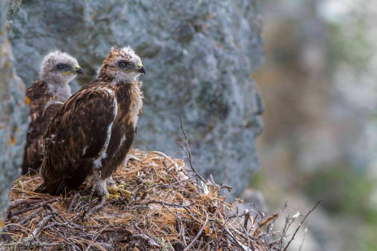 Rough-legged Hawk Nestlings