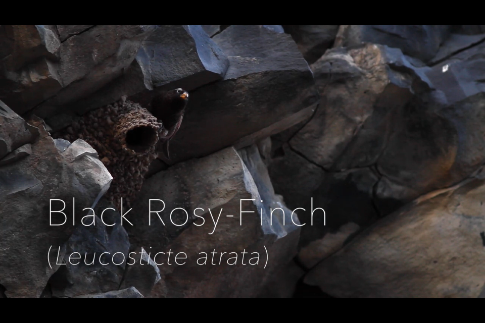 Black Rosy-Finch Use Cliff Swallow Nests to Roost