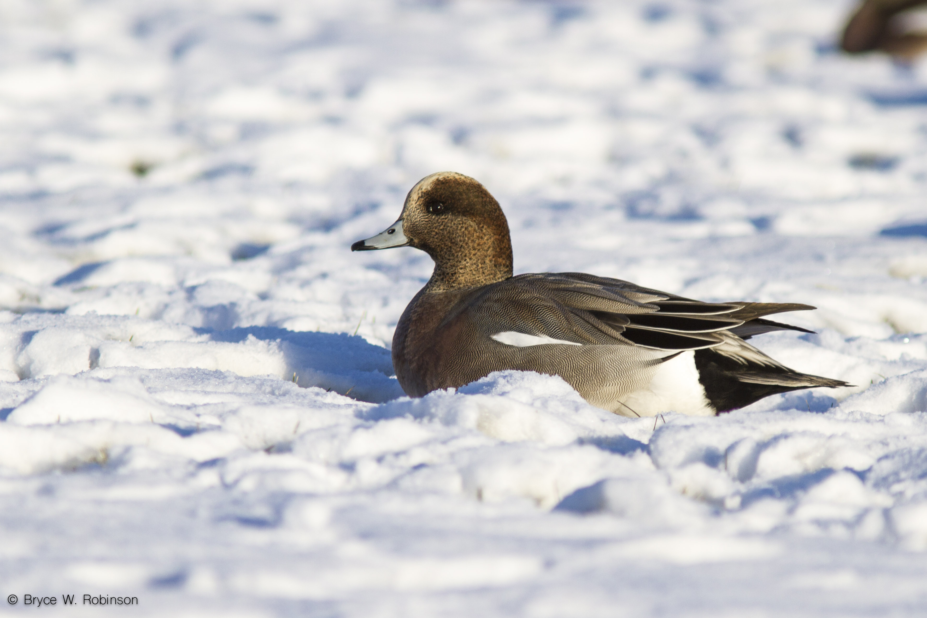 American x Eurasian Wigeon Hybrid