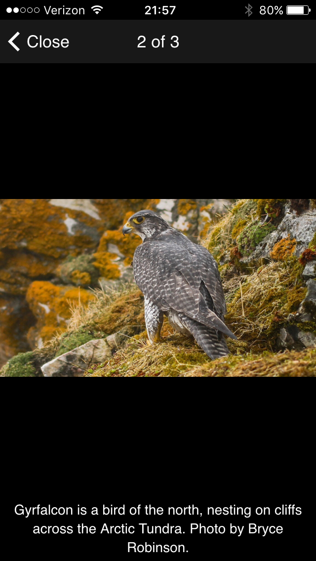 The New Raptor ID App