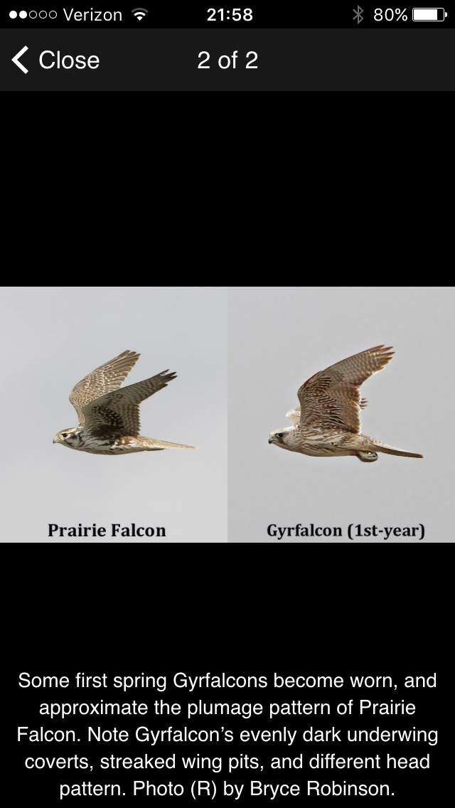 The New Raptor ID App