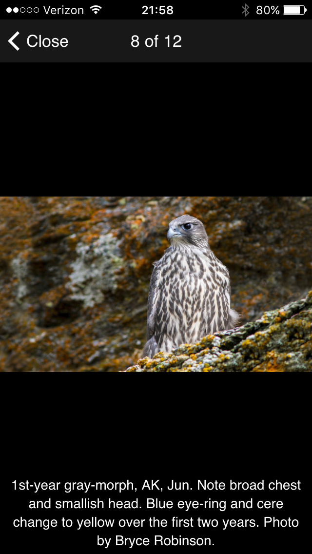 The New Raptor ID App