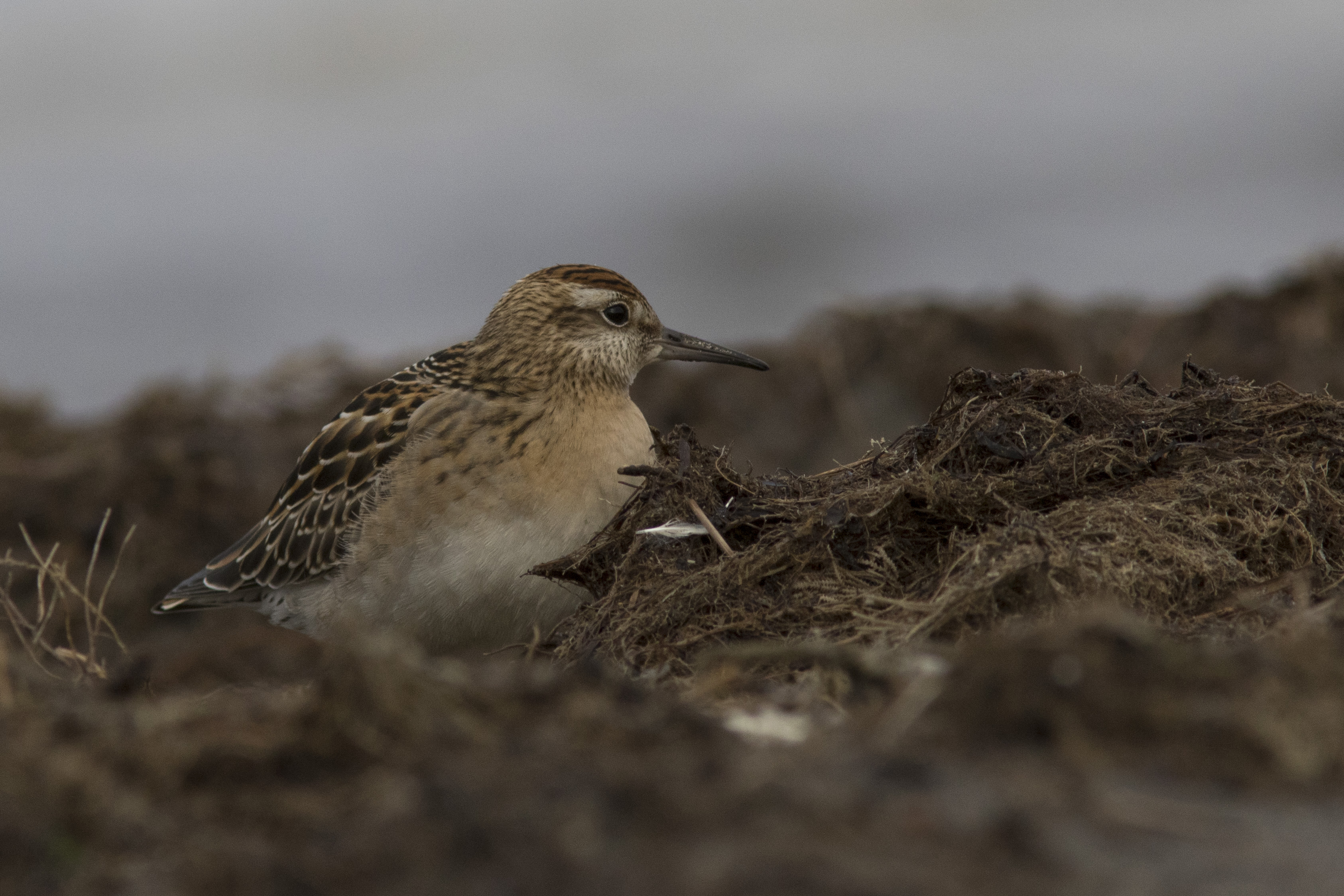 Sharp-tailed Sandpiper (Calidris acuminata) on the Alaska Peninsula