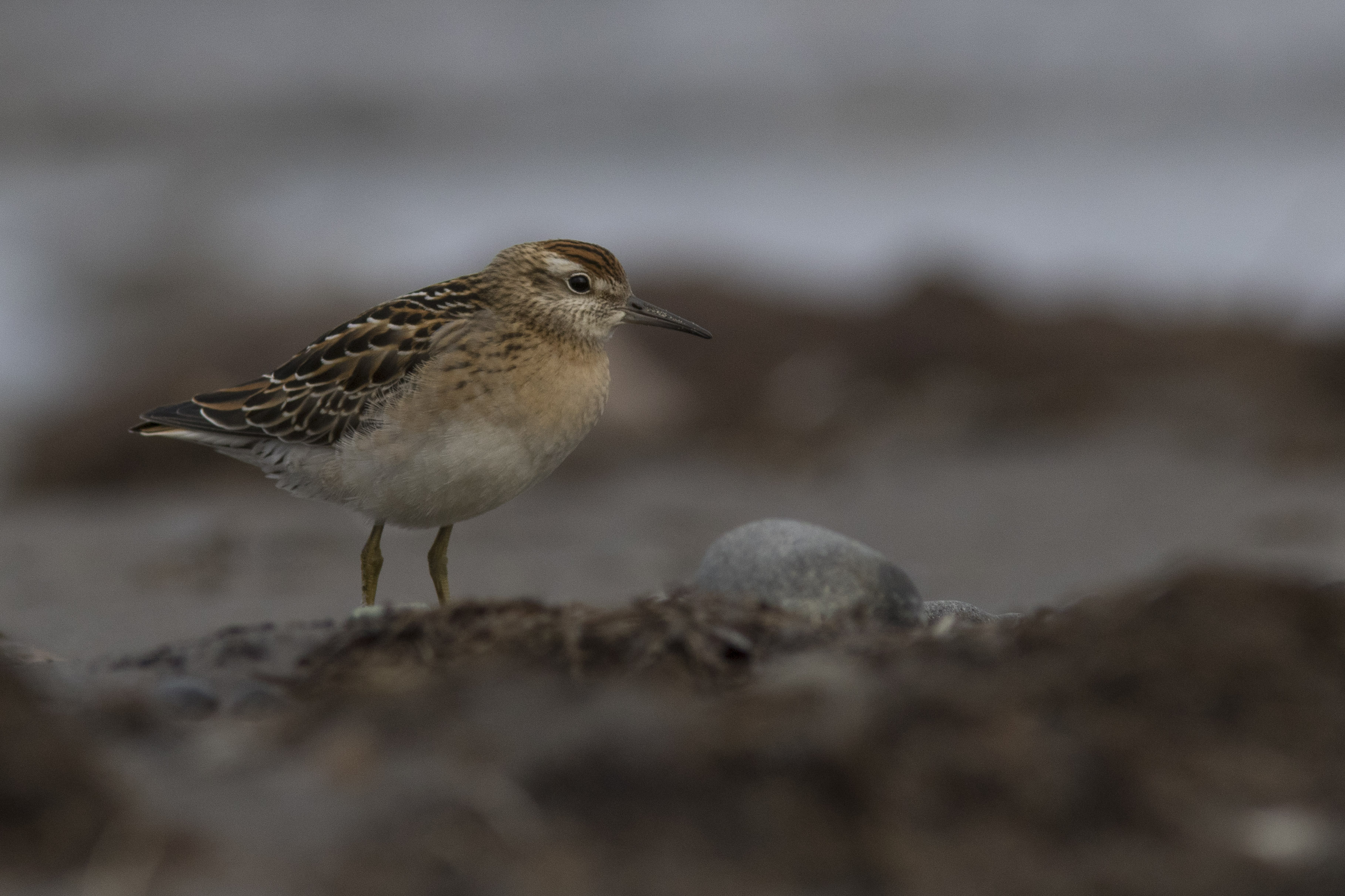 Sharp-tailed Sandpiper (Calidris acuminata) on the Alaska Peninsula