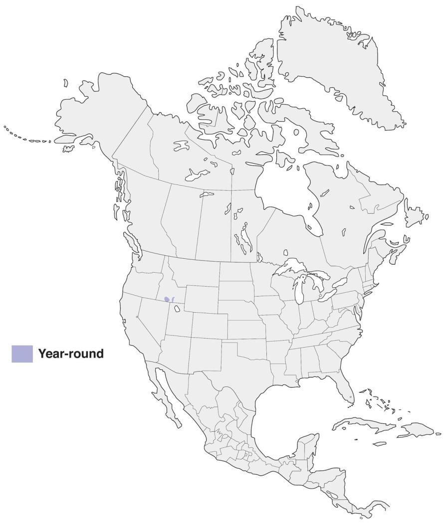 Idaho’s Endemic: The Cassia Crossbill (Loxia sinesciuris)
