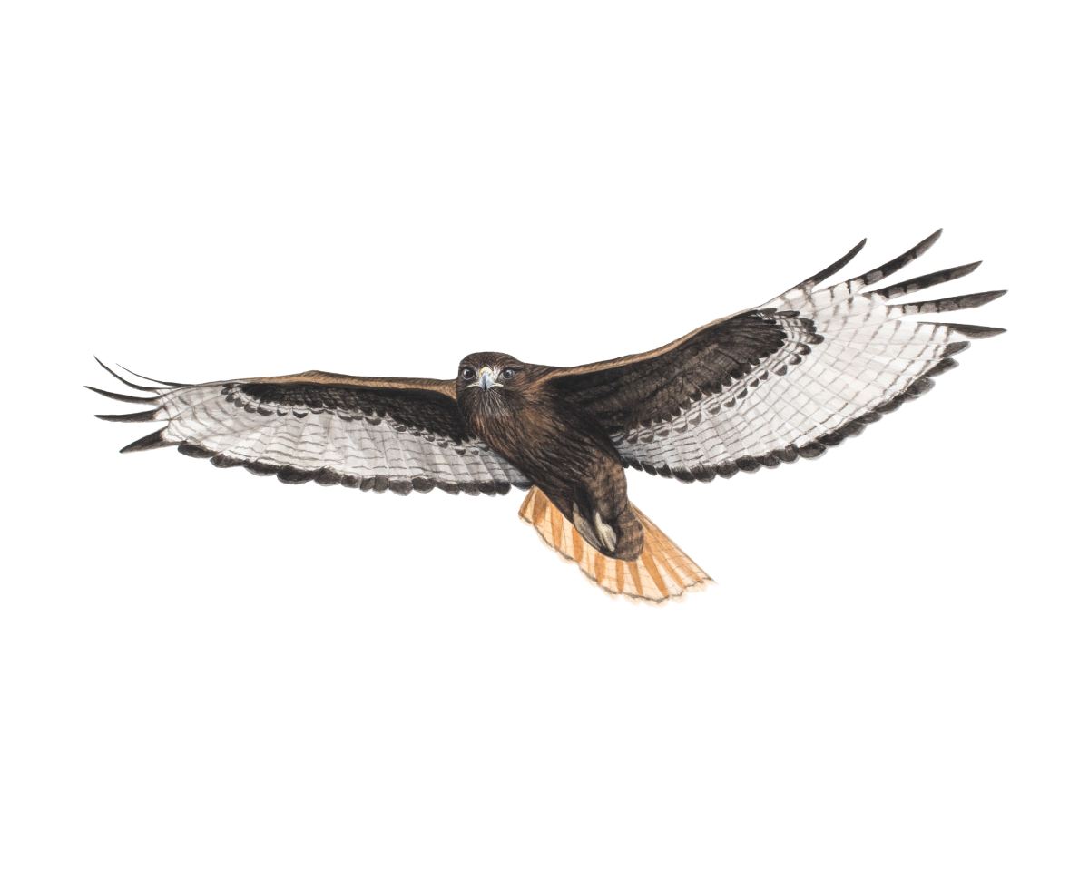 Dark Morph Red-tailed Hawk Illustration and A Note on Plumage ...