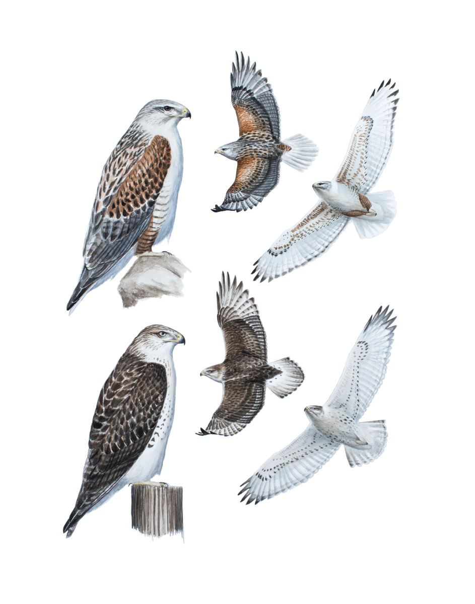 Light Morph Ferruginous Hawk Plate